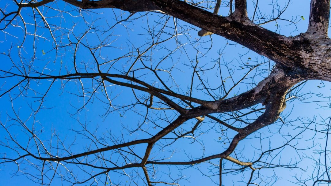 Beware the Ends of Branches – Teach Solutions